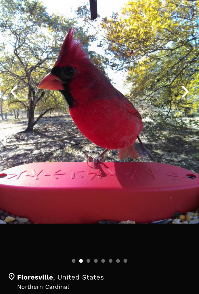 Northern Cardinal in November 2024 by Peter Joseph. I'm using "Bird ...