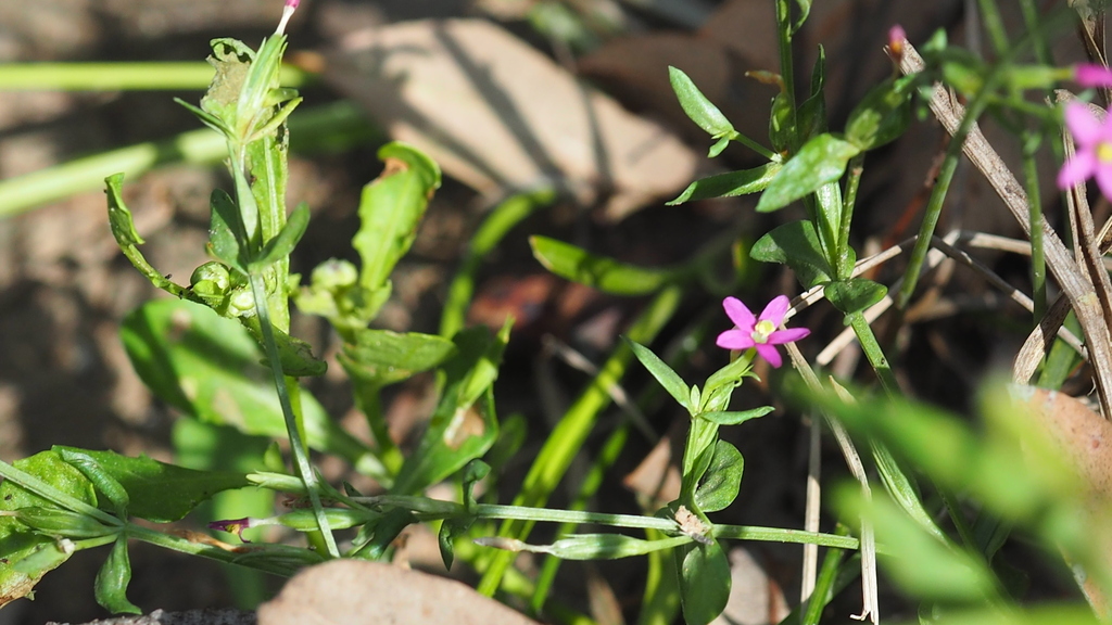 centauries, rose gentians, and Zeltneras from Walligan QLD 4655 ...