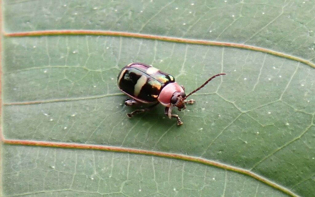 Asphaera from Ariquemes - RO, Brasil on November 20, 2024 at 10:21 AM ...