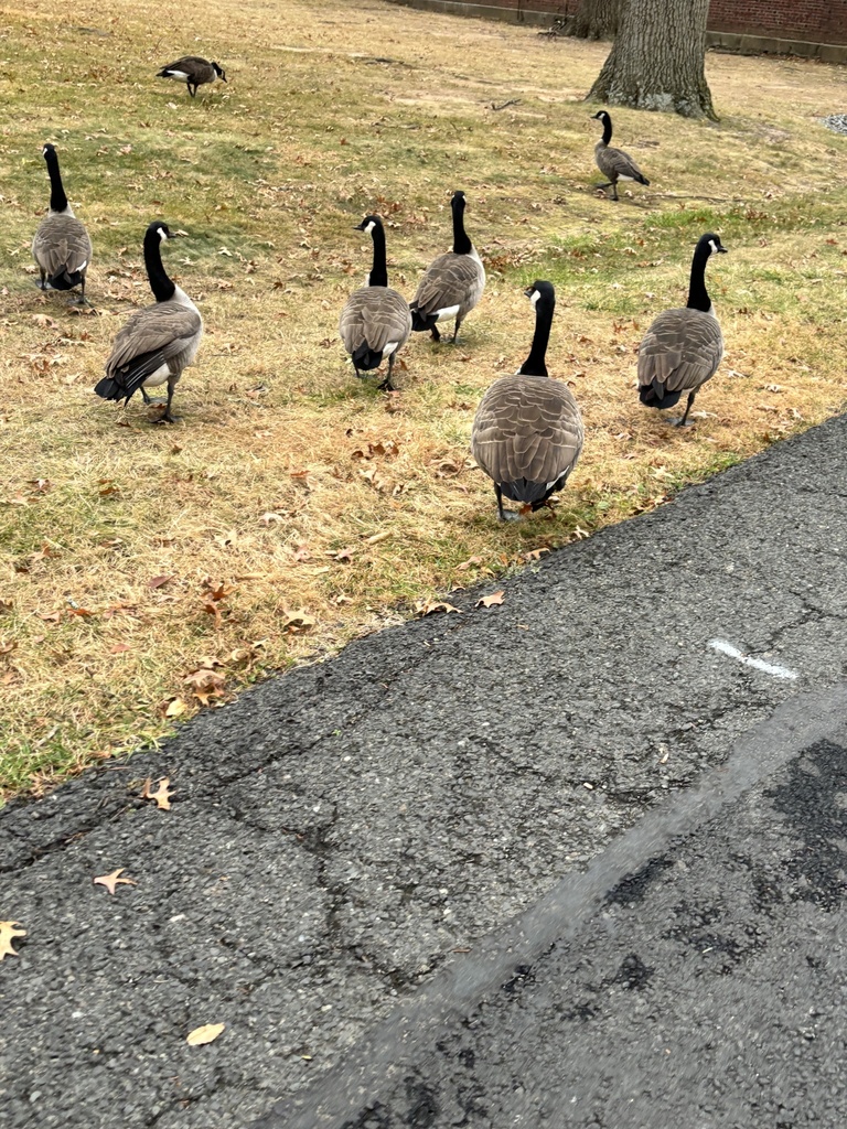 Canada Goose from Fairleigh Dickinson University, Florham Park, NJ, US ...