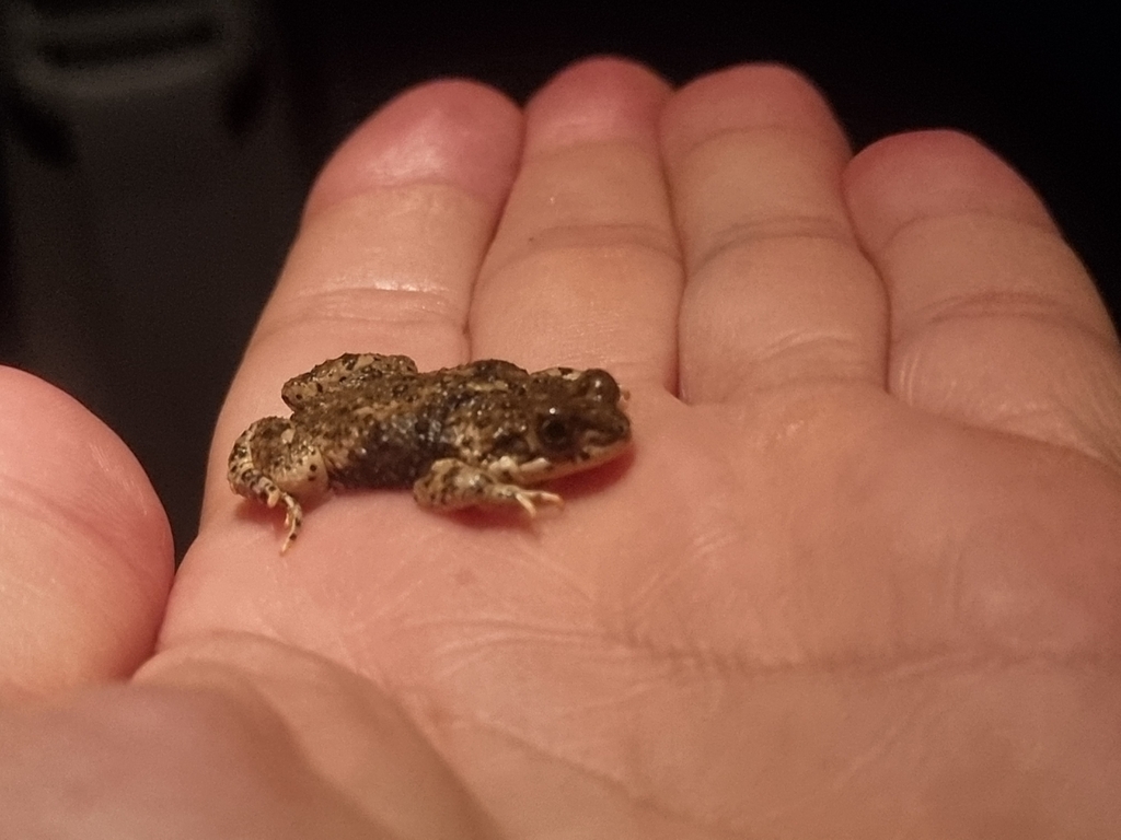 Pygmy Toad from Inxuba Yethemba Local Municipality, South Africa on ...