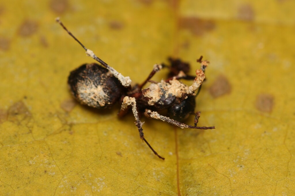 Zombie-Ant Fungi from Orange County, IN, USA on November 20, 2024 at 02 ...