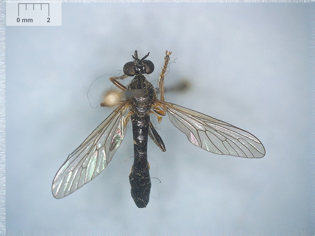 Stripe-legged Robber Fly from Compton Station, Estrie, QC, Canada on ...