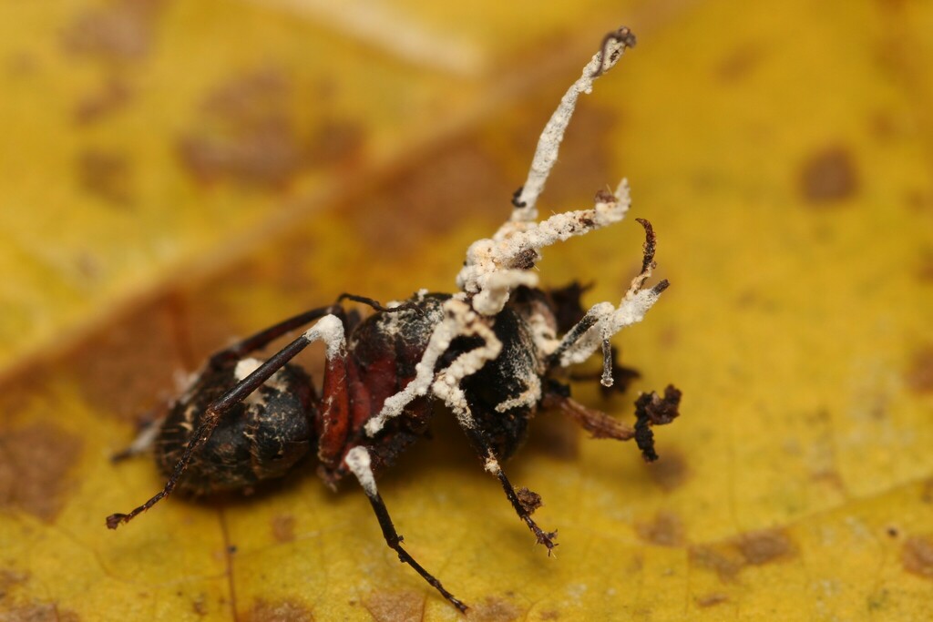 Zombie-Ant Fungi from Orange County, IN, USA on November 20, 2024 at 02 ...