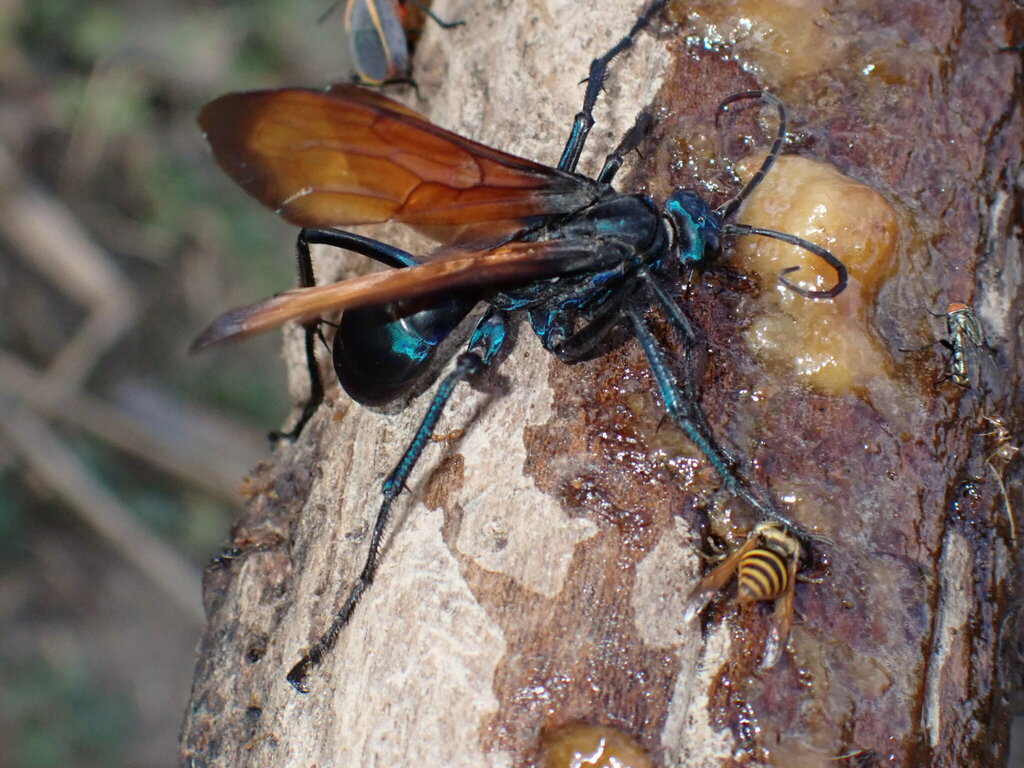 New World Tarantula-hawk Wasps from Mission, TX, USA on November 14 ...
