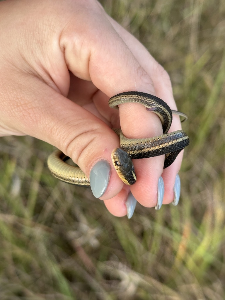 Common Garter Snake from 164th St S, Glyndon, MN, US on September 18 ...