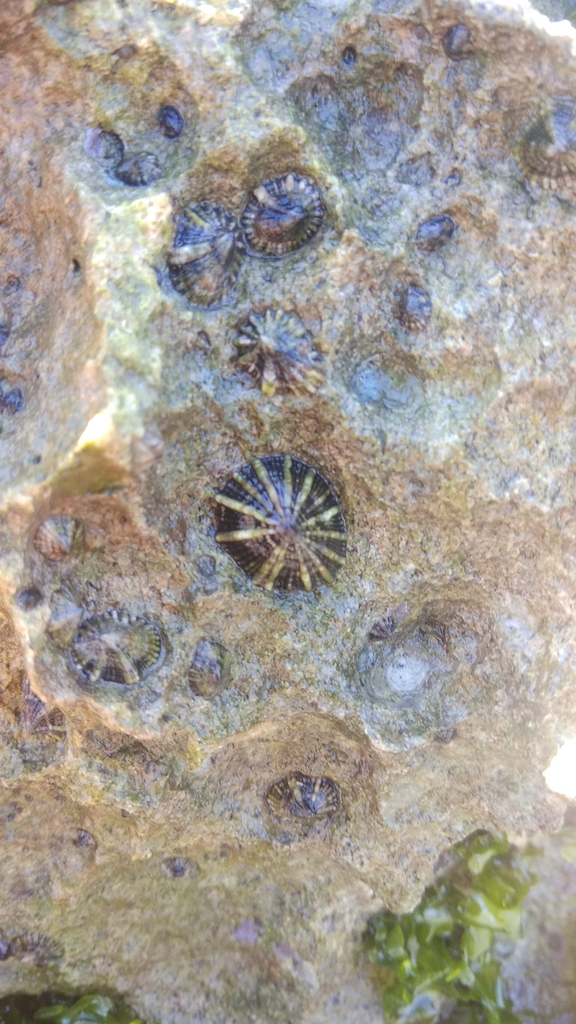 Siphonaria from Indonesia on July 14, 2019 at 10:12 AM by Naufal Urfi ...