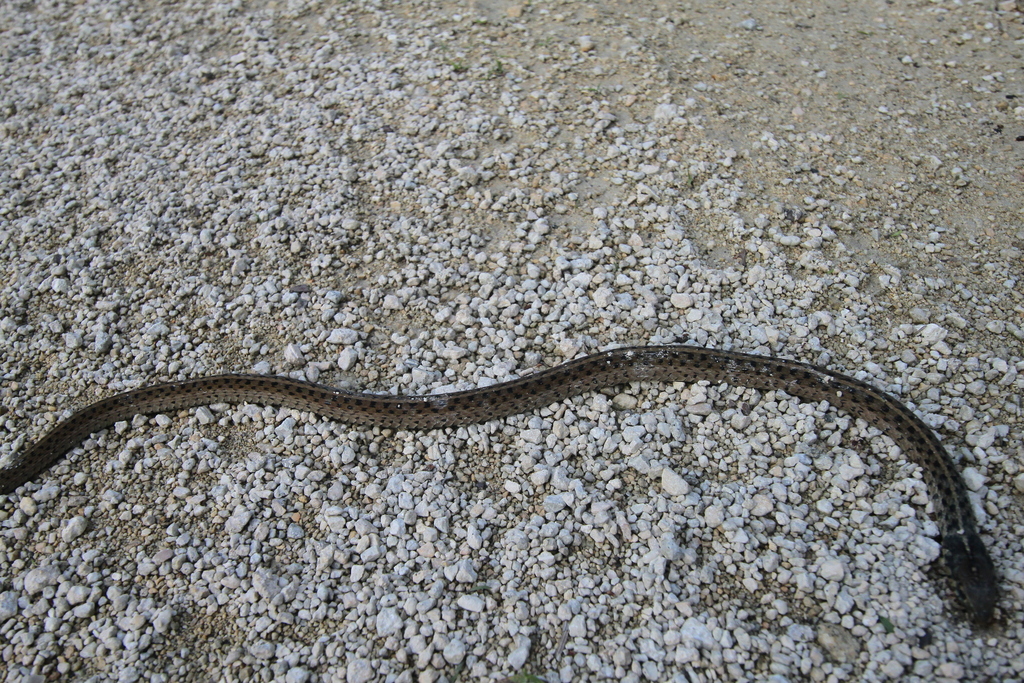 Common Garter Snake from Charleston County, SC, USA on April 25, 2017 ...