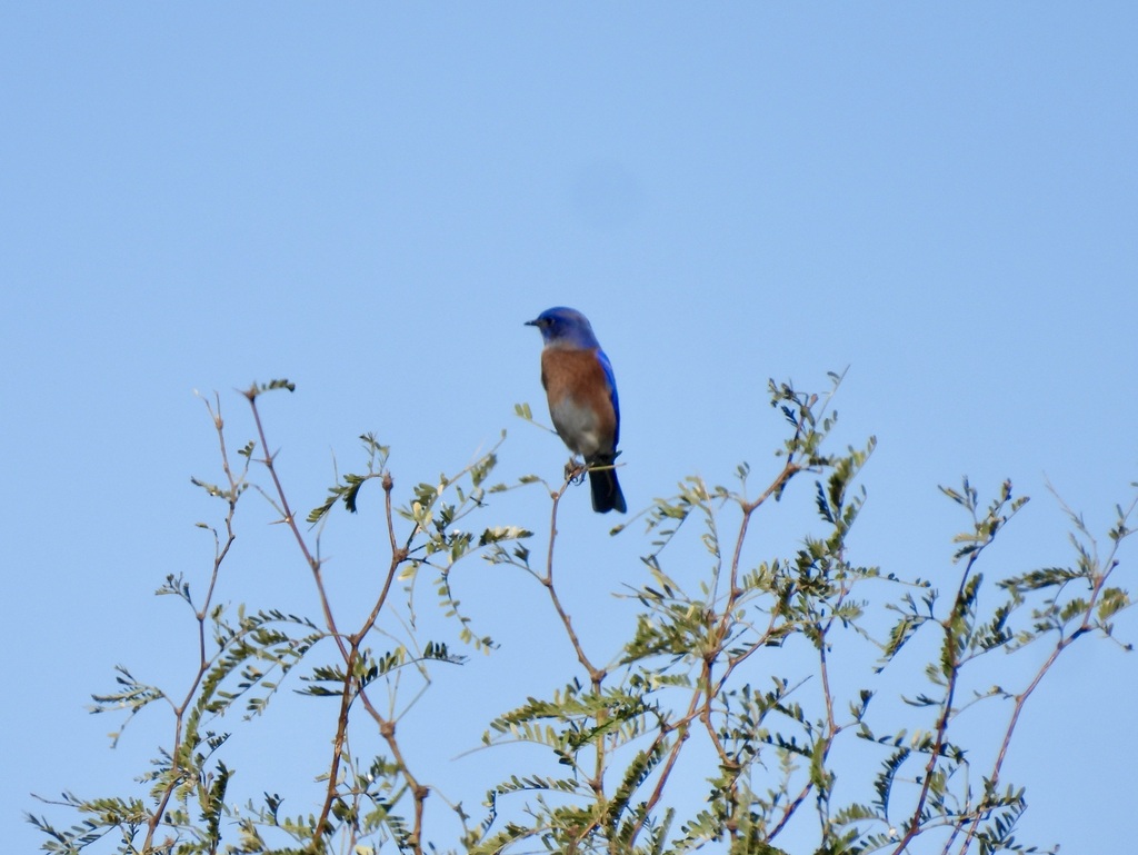 Western Bluebird from Palo Duro GC Ponds on November 20, 2024 at 10:13 ...