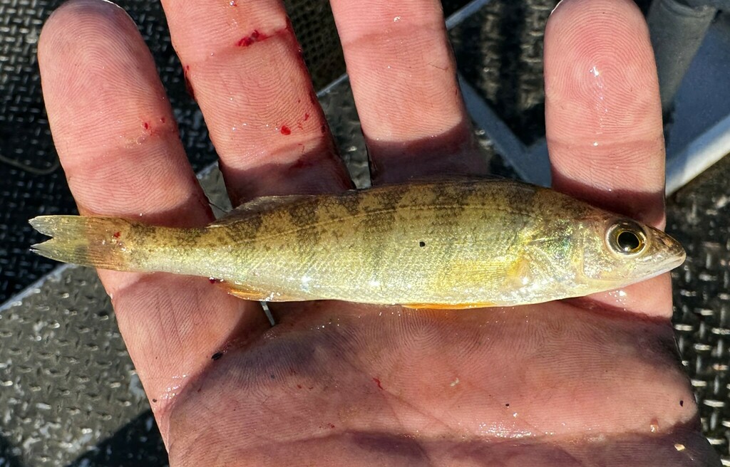 Yellow Perch from Second Creek embayment, Waterloo, Lauderdale County ...