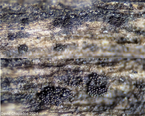 Monodictys paradoxa · iNaturalist Mexico