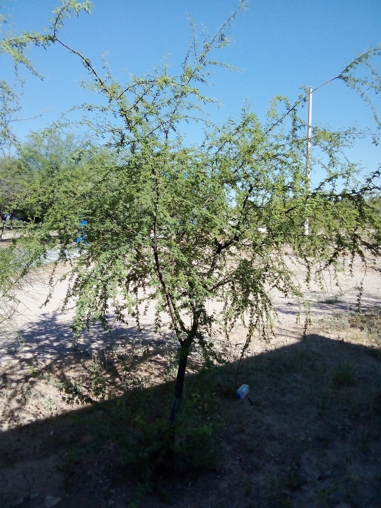 Sweet acacia from 35230 Bermejillo, Dgo., México on August 22, 2024 at ...