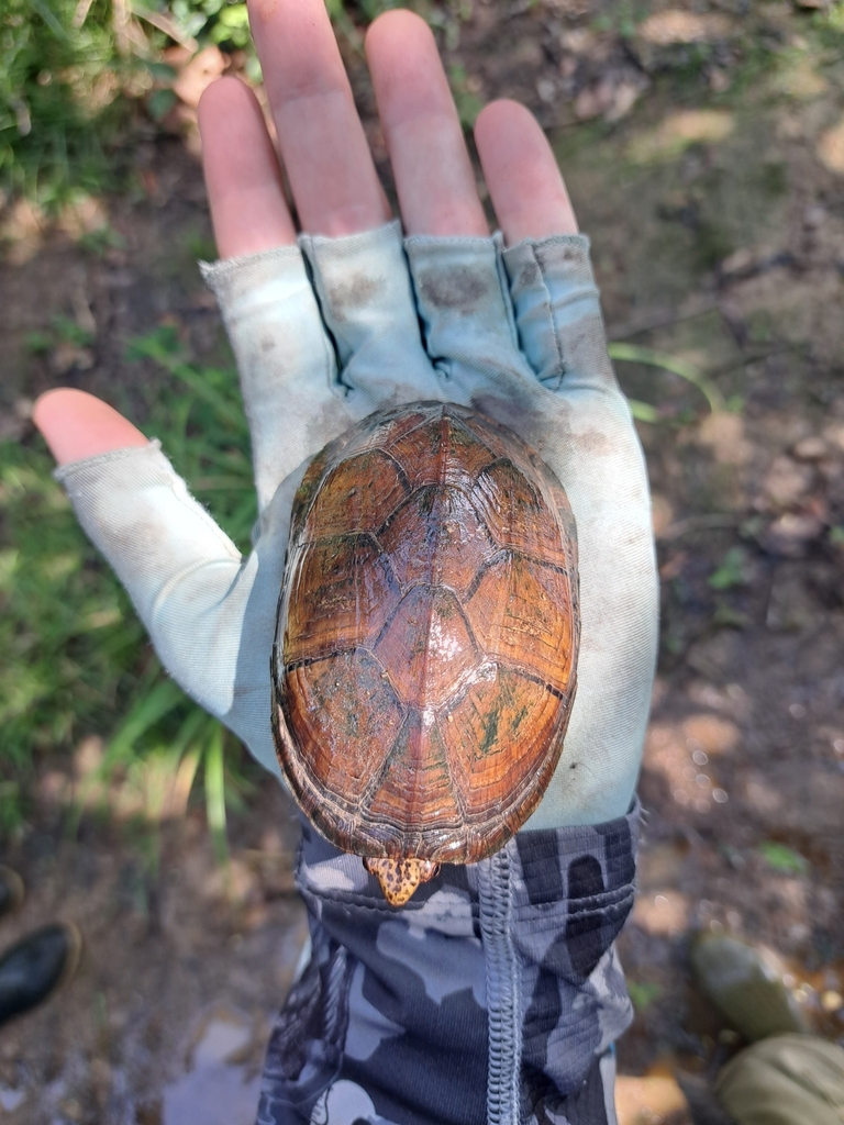Tabasco Mud Turtle in November 2024 by Trenton Voytko · iNaturalist
