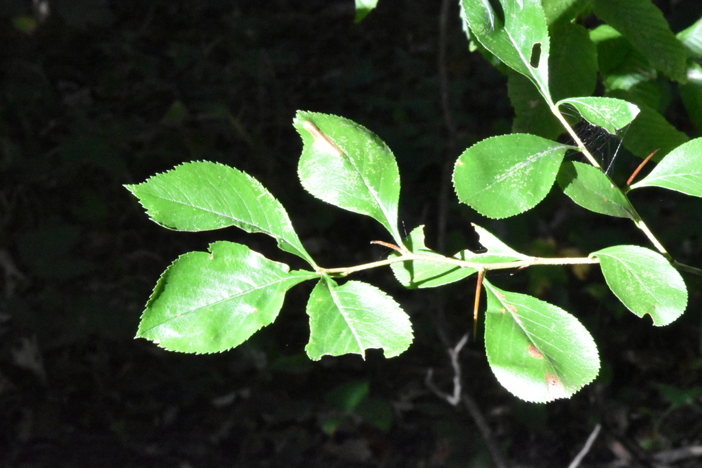 cockspur hawthorn from Haldimand County, ON, Canada on September 2 ...