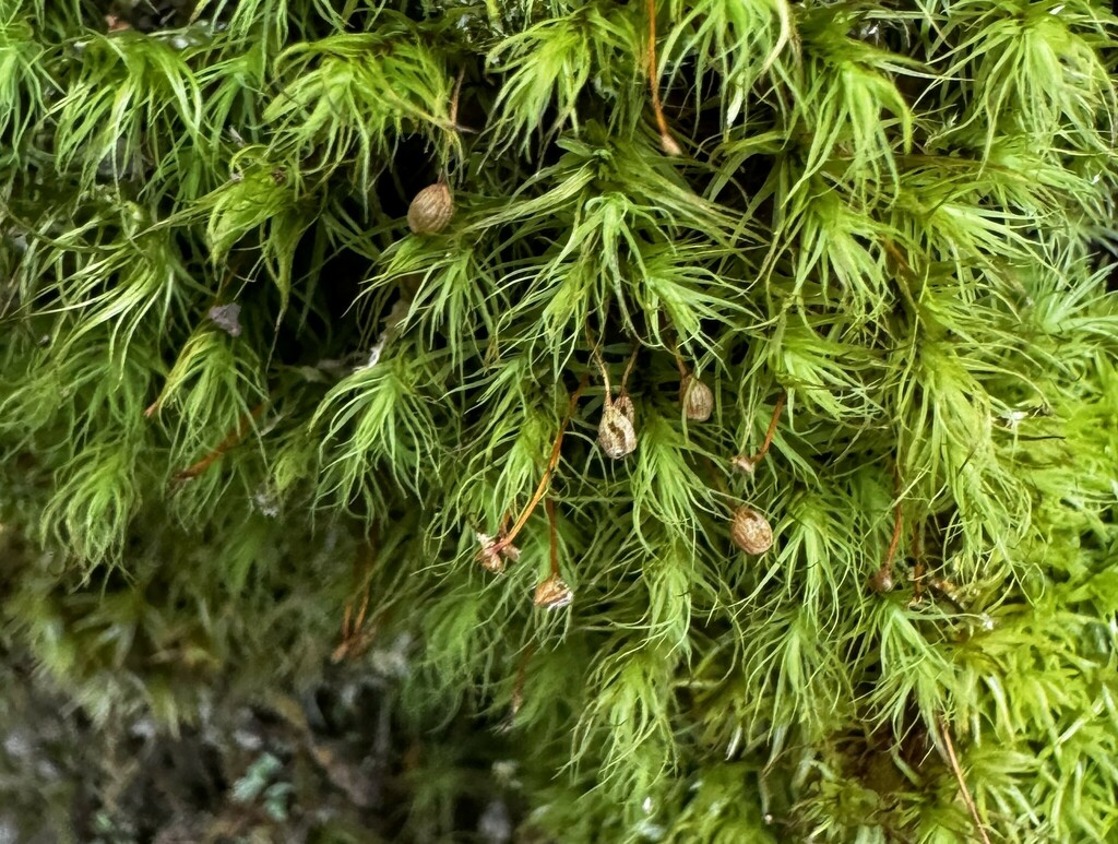 Common Apple-moss from Along Second Creek embayment, Waterloo ...