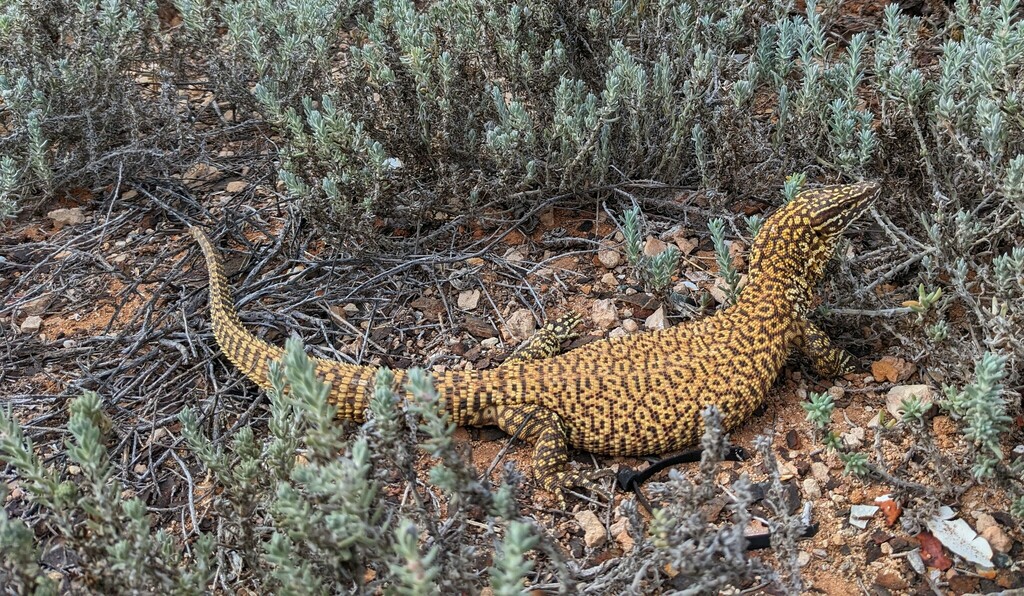 Ridge-tailed Monitor from Ashburton, WA, Australia on November 21, 2024 ...