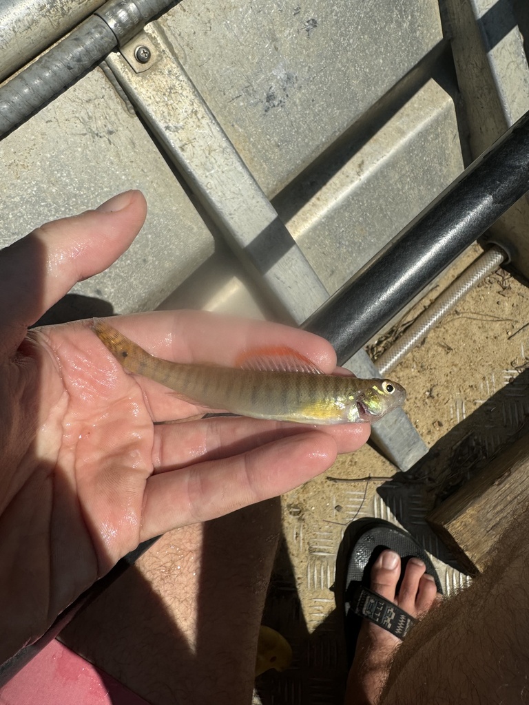 Mobile Logperch from Catherine, AL, US on October 7, 2024 at 12:04 PM ...