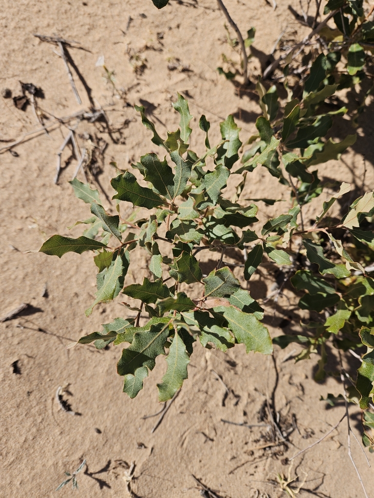 Havard oak in November 2024 by tuff13 · iNaturalist
