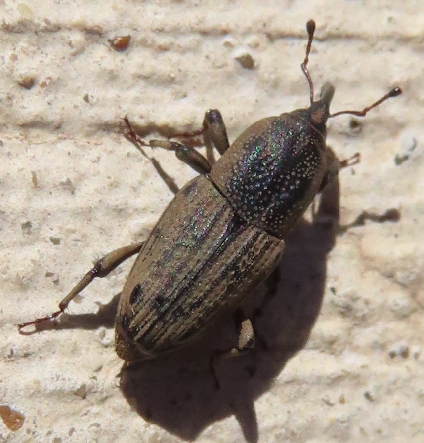 Hunting Billbug from Williamson County, TX, USA on November 20, 2024 at ...