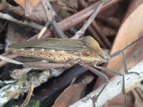 Mictis discolor · iNaturalist