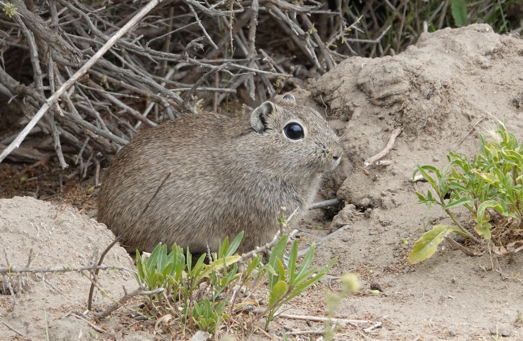 Southern Mountain Cavy from Punta Cantor, Chubut Province, Argentina on ...