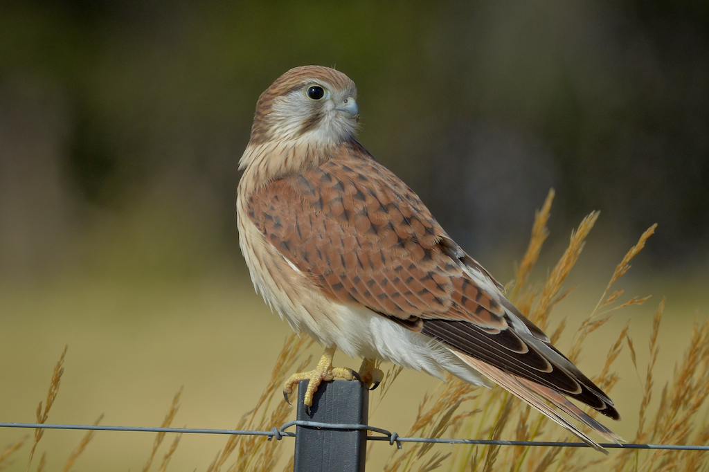 Australian Kestrel (Hamelin Station Reserve Birds) · iNaturalist