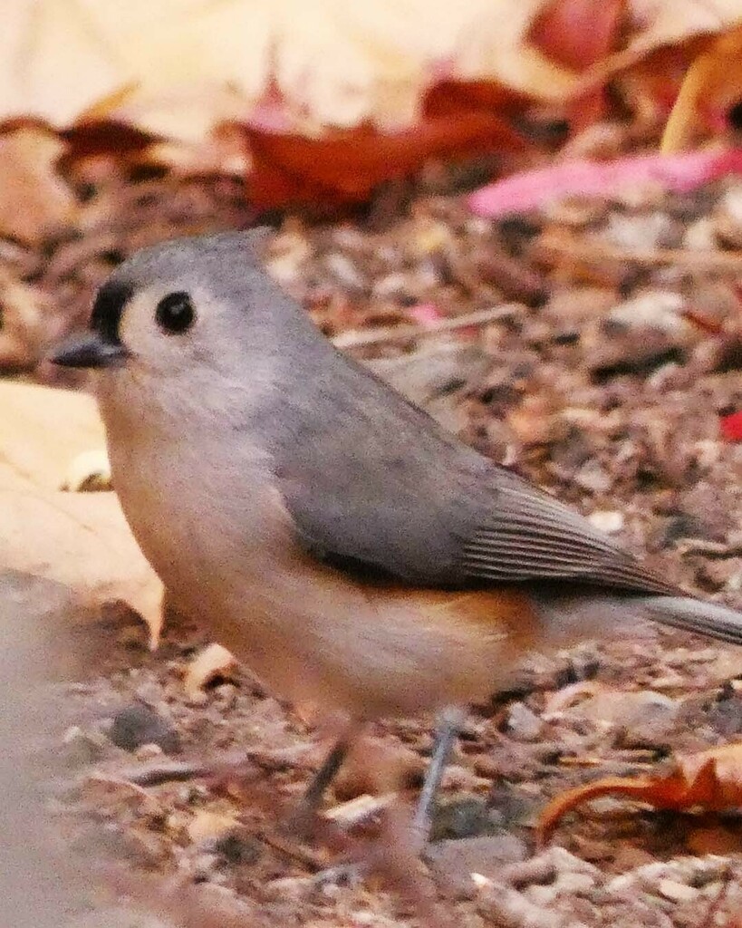 Tufted Titmouse from Corey Hill, Boston, MA, USA on November 20, 2024 ...
