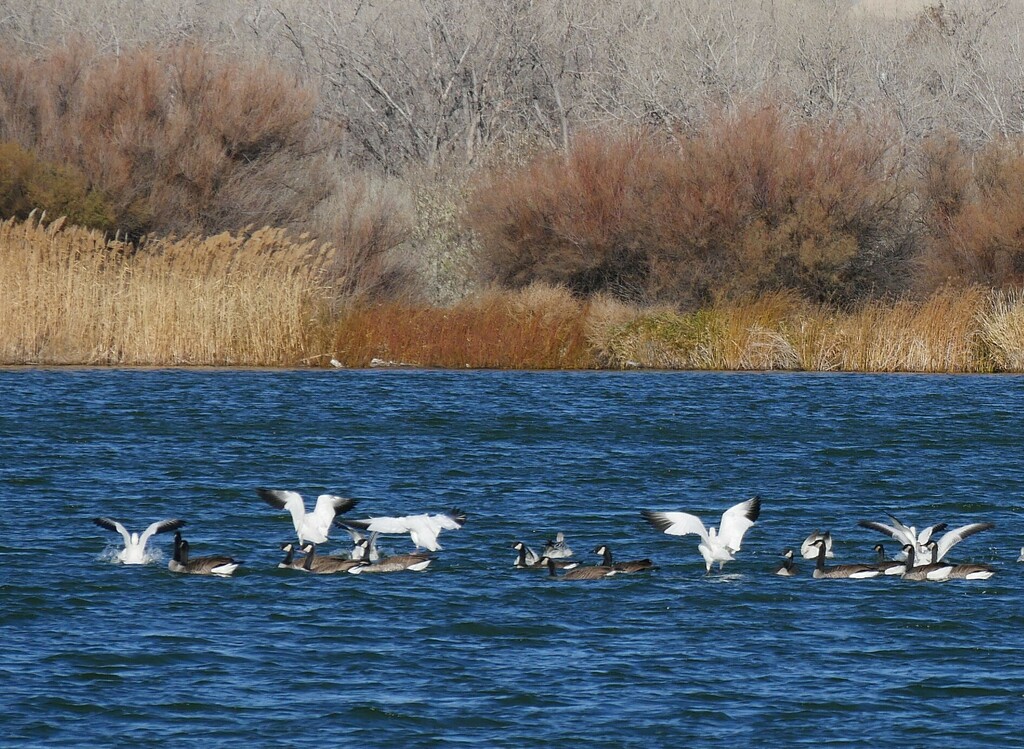 Snow Goose from Delta, CO 81416, USA on November 19, 2024 at 09:10 AM ...