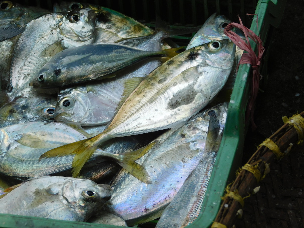 Razorbelly Trevally from Pananjung, Pangandaran Regency, West Java ...
