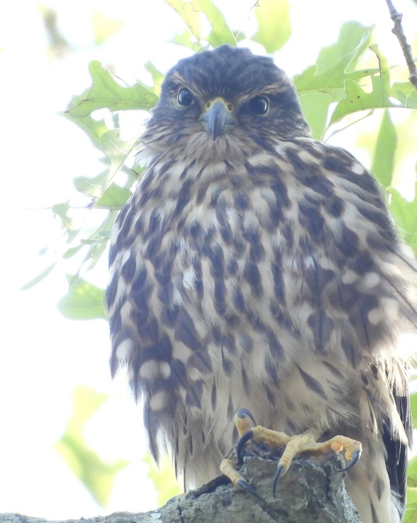 Merlin from Harriman State Park, Tuxedo, NY, US on August 20, 2023 at ...