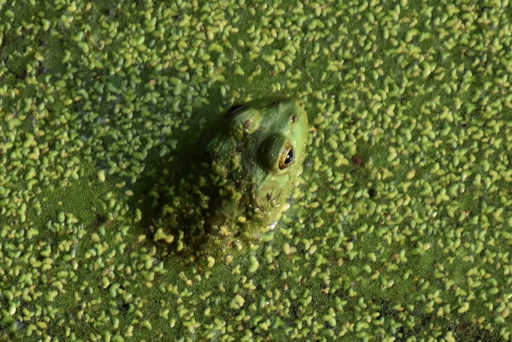 American Bullfrog from Nags Head Woods Preserve, 701 Ocean Acres Dr ...