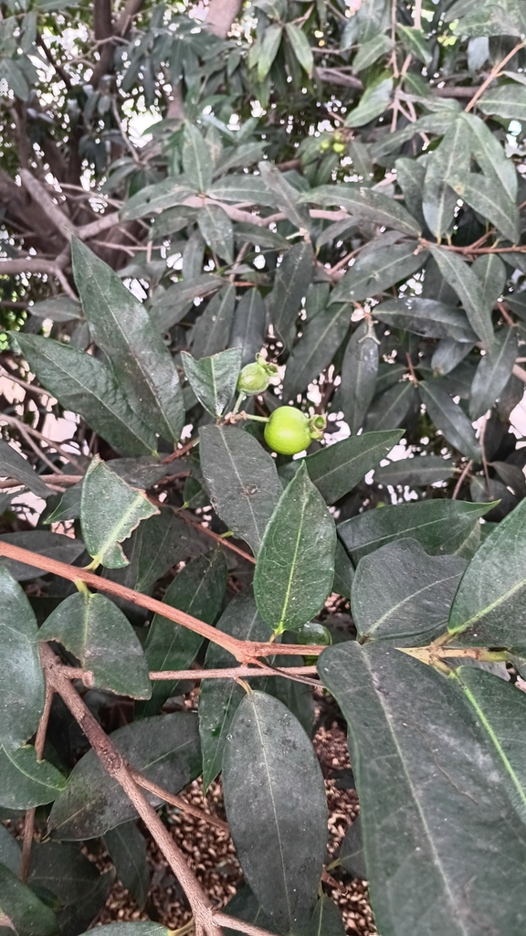 Rose-apple from RBWH station, platform 2, Herston QLD 4006, Australia ...