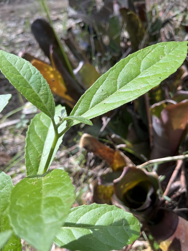 Claoxylon australe from Taylor Rd, Lisarow, NSW, AU on November 21 ...