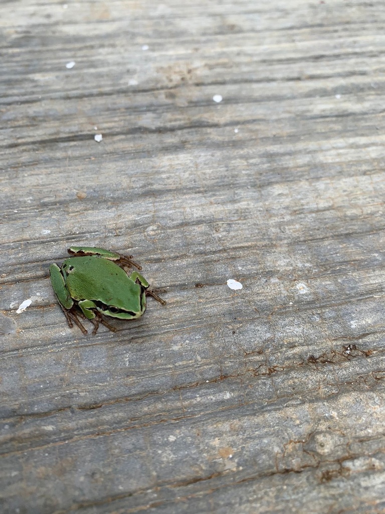 Mountain Tree Frog from 006, Kilómetro 58, S.L.P., MX on September 11 ...