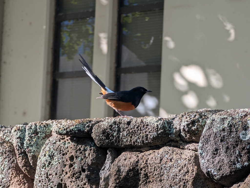 White-rumped Shama from Maile Way + East-West Rd, Honolulu, HI 96822 ...