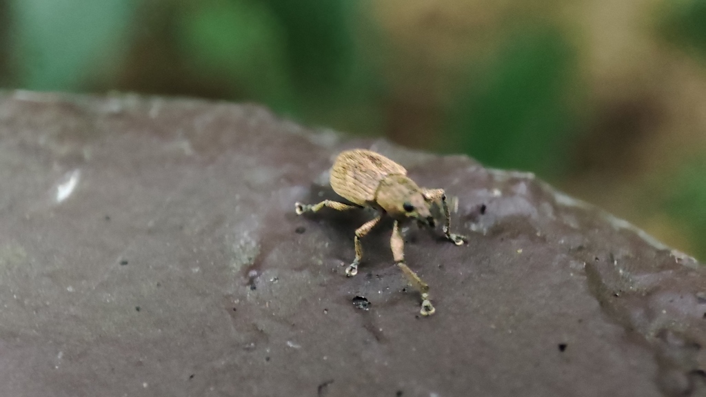 Eugnathus distinctus from 台灣臺北 on February 26, 2023 at 02:42 PM by ...