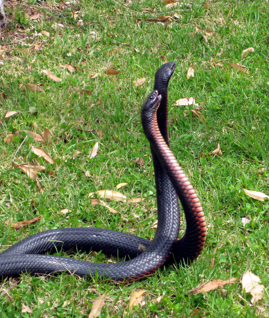 Red-bellied Black Snake from Sydney NSW, Australia on September 27 ...
