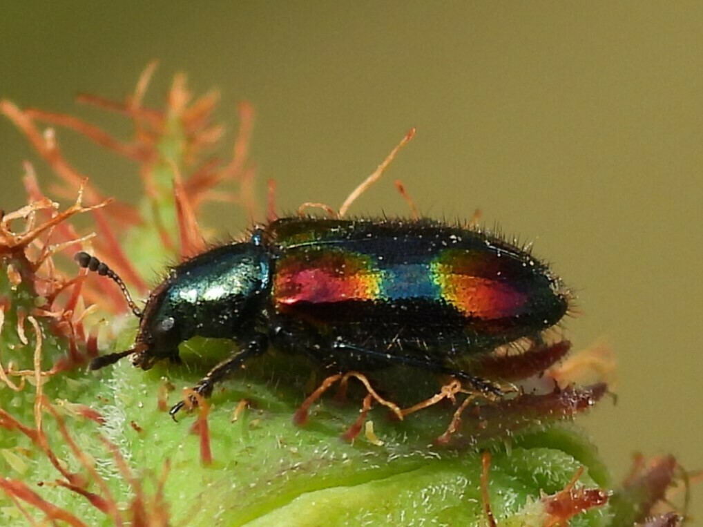 Phlogistus eximius from Coomba Park NSW 2428, Australia on November 21 ...