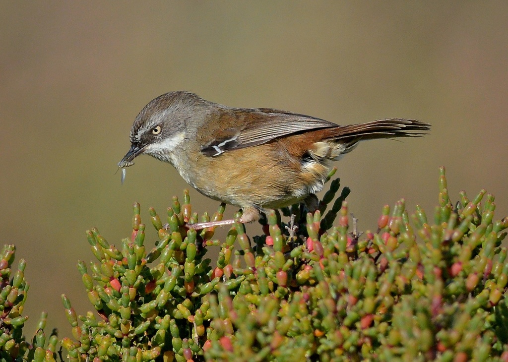 White-browed Scrubwren (Hamelin Station Reserve Birds) · iNaturalist