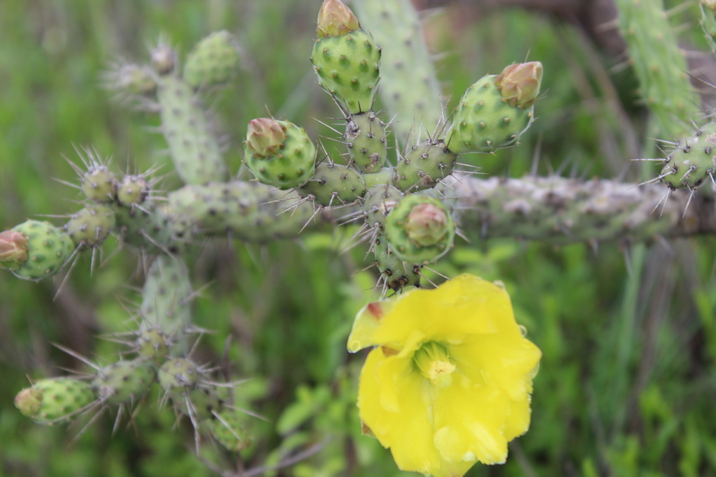Velvet Bur Cactus from San Pablo Villa de Mitla, Oax., MX on July 12 ...
