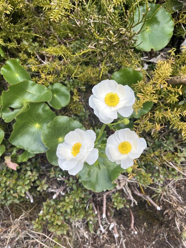 Mount Cook lily from Aoraki/Mount Cook National Park, Aoraki Mount Cook ...
