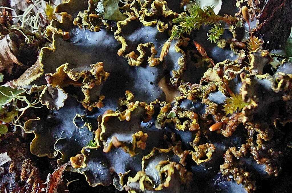 Podostictina ardesiaca from Kaimanawa Ranges, Tree Trunk Gorge Road on ...