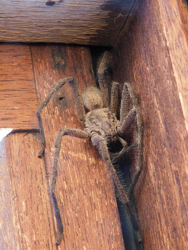 Common Rain Spider from Greyton, 7233, South Africa on November 18 ...
