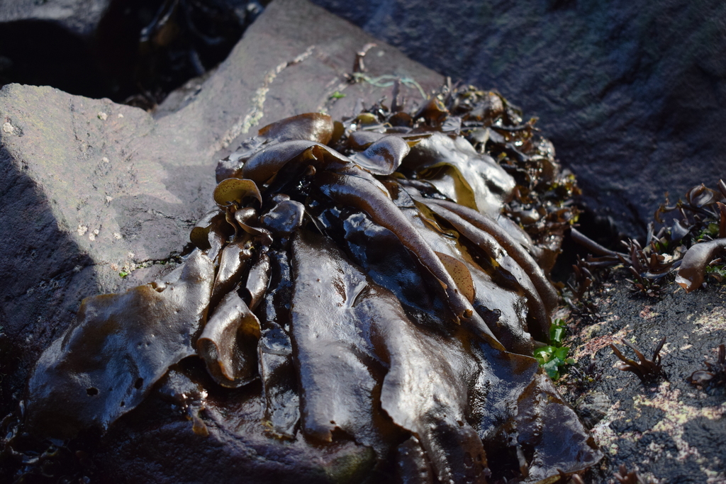 spoon luga from Coliumo on July 15, 2019 by camila_alvarezdearaya. Alga ...