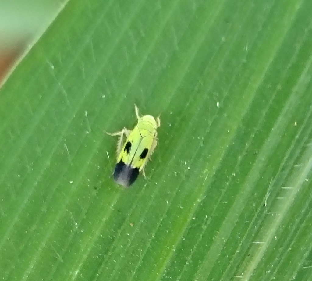Green Rice Leafhopper from Bardhaman University, Bardhaman, West Bengal ...