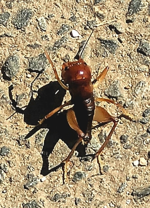 Monster Gnashing Cricket from Kleinmond, 7195, South Africa on November ...