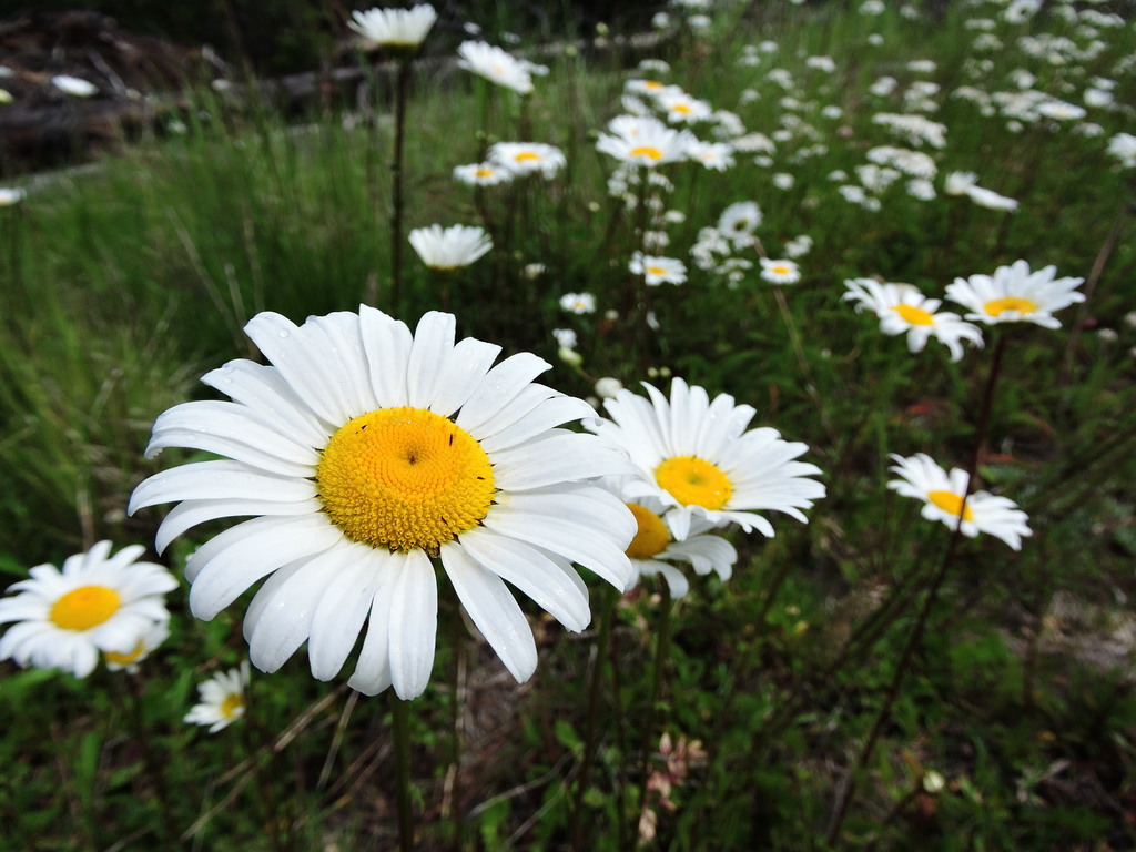 oxeye daisy from Division No. 15, AB, Canada on July 16, 2019 at 02:38 ...
