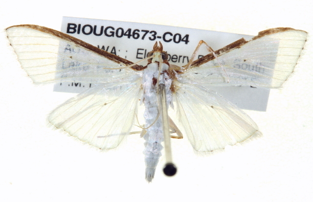 Palpita Moths from Perth WA, Australia on November 1, 2011 at 11:27 AM ...
