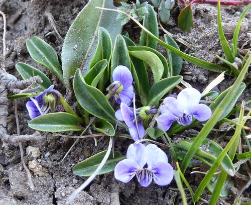 Sección Himalayum · iNaturalist Mexico