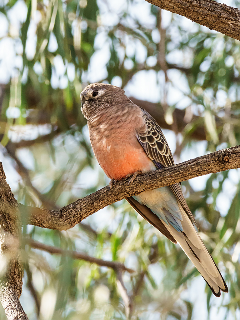 Bourke's Parrot (Charles Darwin Reserve Birds) · iNaturalist